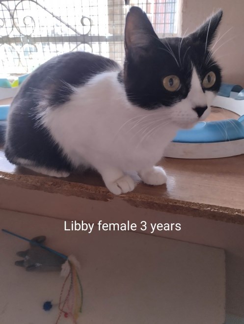 Libby – K9 Tenerife