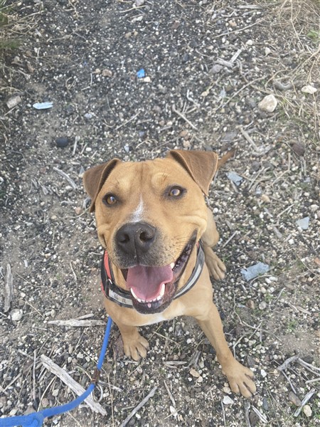 Chulo – K9 Tenerife